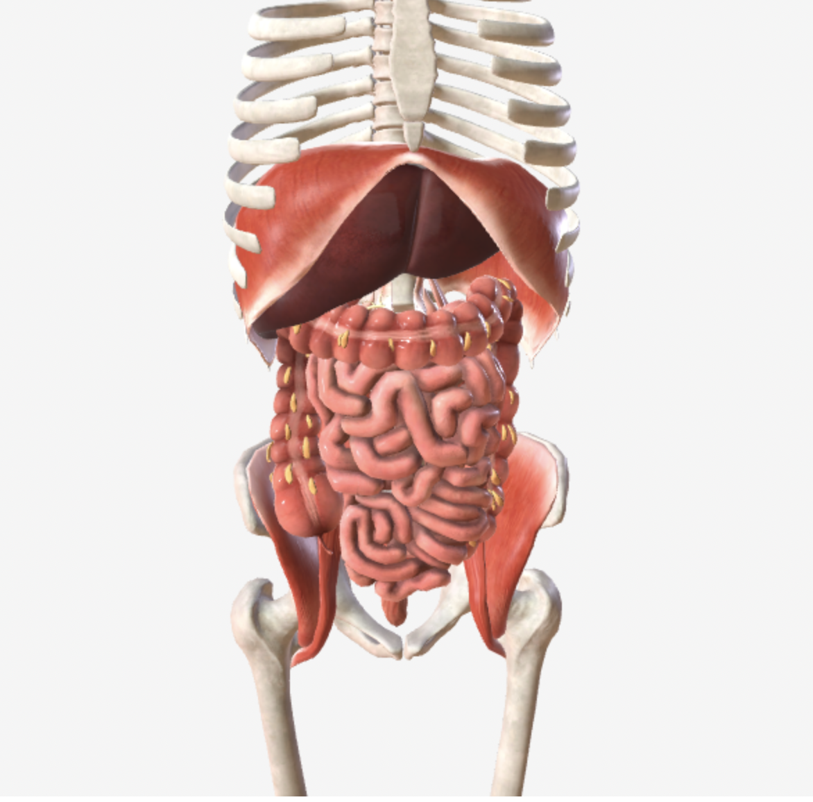 A Twisted Pelvis, also called Pelvic Torsion, Can Be Corrected