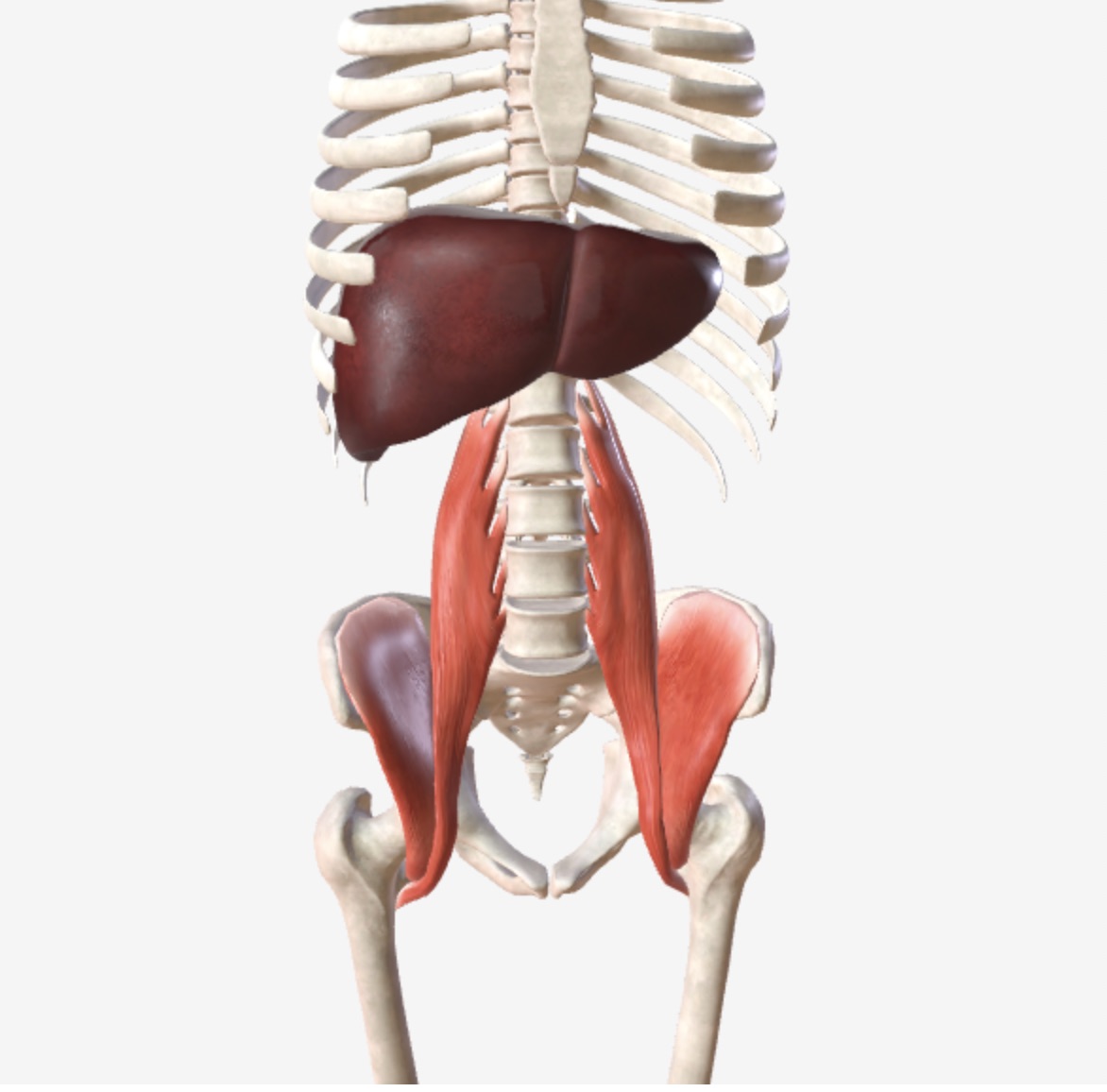 A Twisted Pelvis, also called Pelvic Torsion, Can Be Corrected