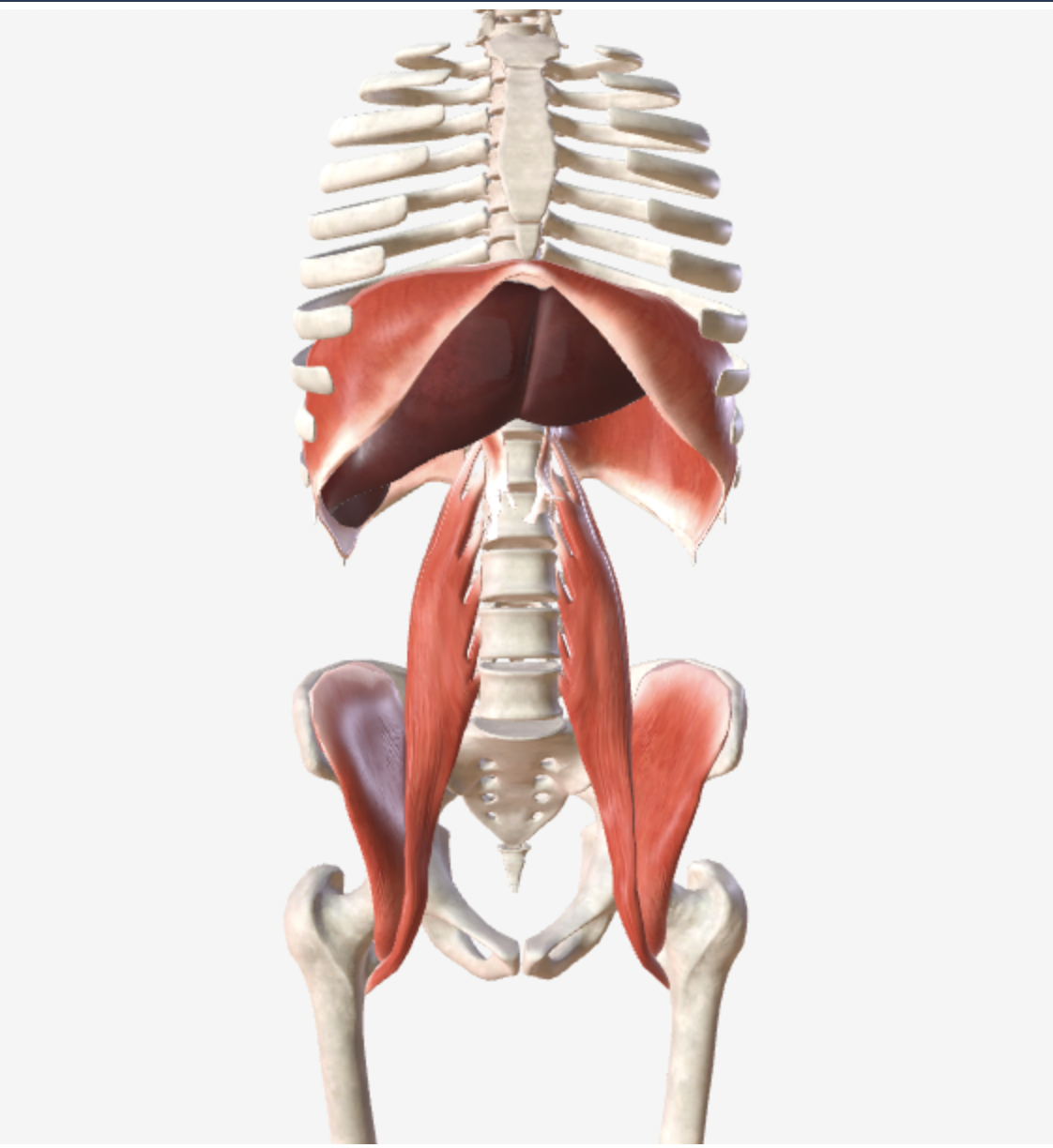 A Twisted Pelvis Also Called Pelvic Torsion Can Be Corrected
