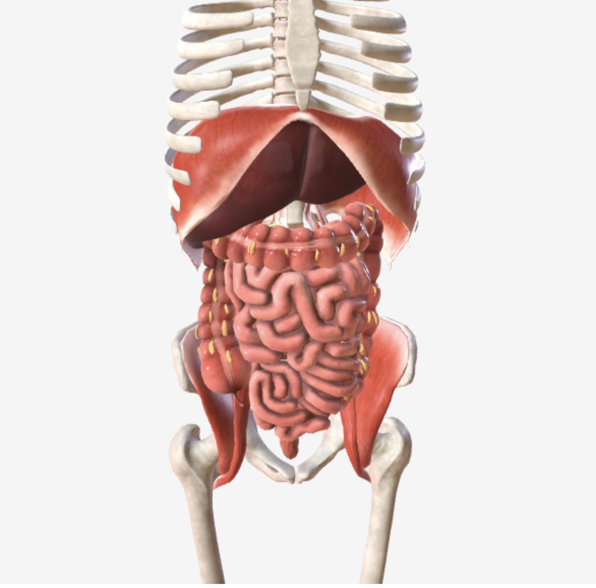 A Twisted Pelvis, also called Pelvic Torsion, Can Be Corrected