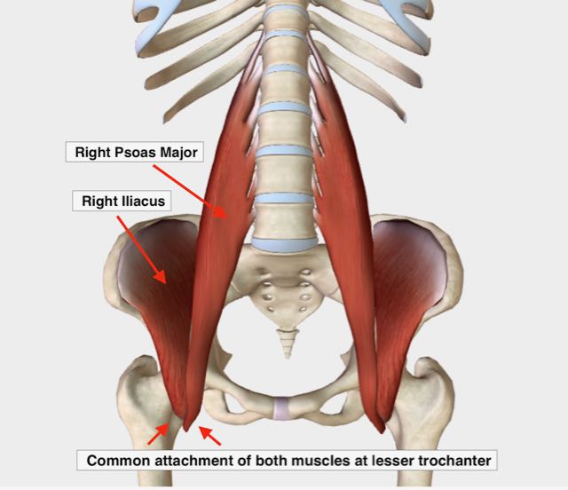 A Twisted Pelvis Also Called Pelvic Torsion Can Be Corrected 2022