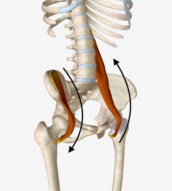 A Twisted Pelvis, also called Pelvic Torsion, Can Be Corrected
